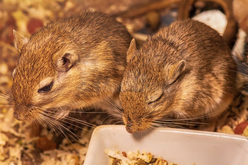 Woestijnrat of Geroepen Woestijnratten Stock Afbeelding - Image of jong ...