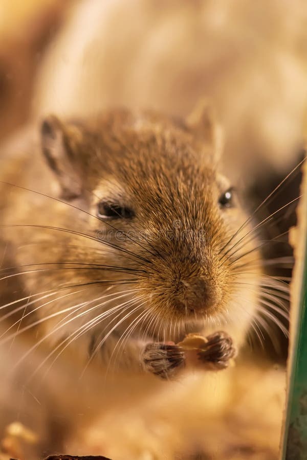 Woestijnrat of Geroepen Woestijnratten Stock Afbeelding - Image of jong ...