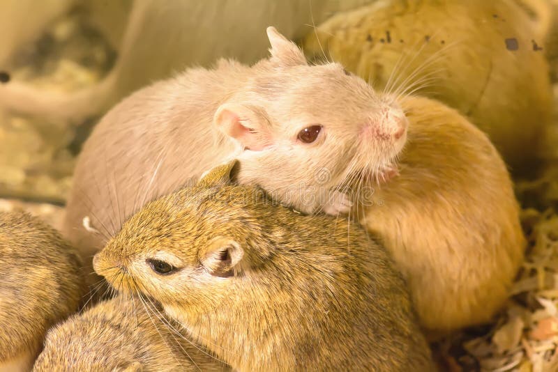 Woestijnrat of Geroepen Woestijnratten Stock Afbeelding - Image of jong ...