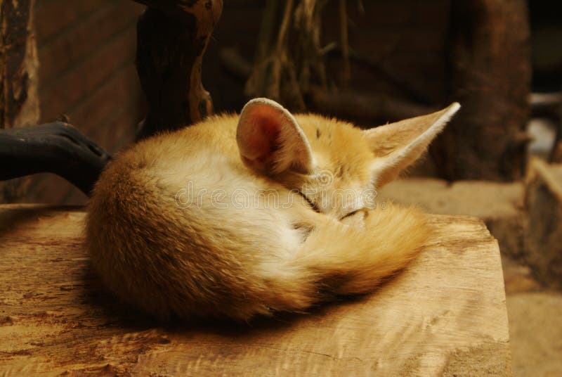 Woestijnvos stock afbeelding. Image of slaap, plank, woestijn - 44989903