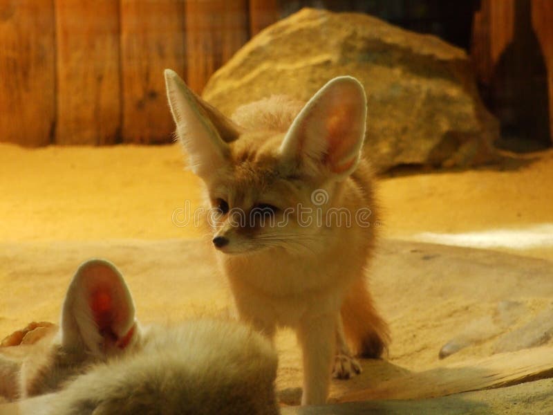 Woestijnvos Bij De Dierentuin in Zagreb Stock Afbeelding - Image of ...