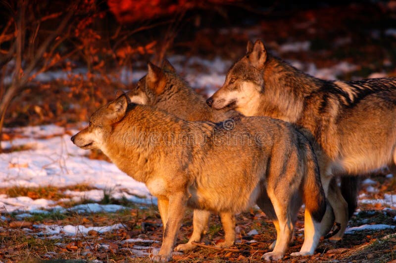 Howling Wolf stock image. Image of animal, carnivore, alone - 5213681