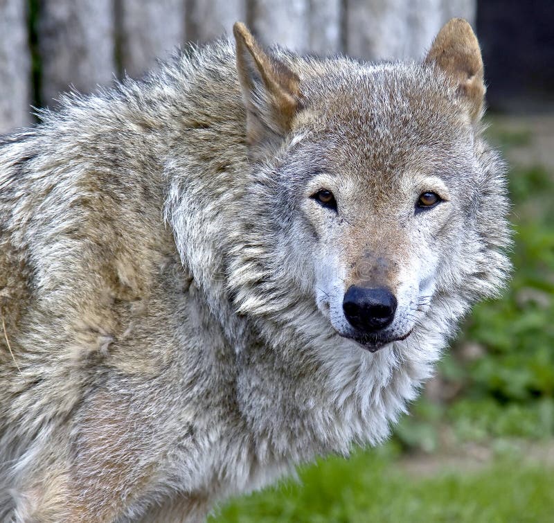 Wolf 10 stock photo. Image of predator, forest, fang - 15003378