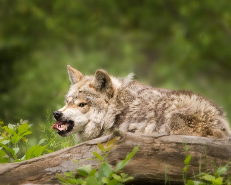 Snarling wolf stock photo. Image of snarling, wildlife - 17871456