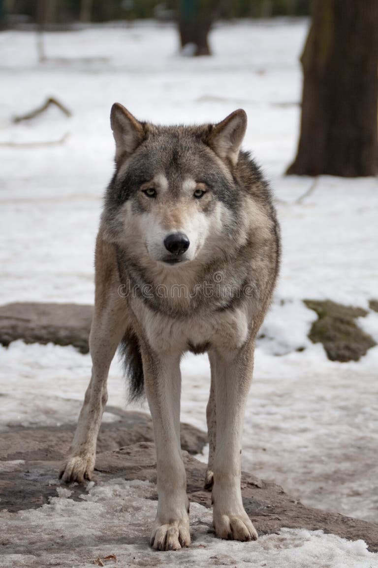 6,781 Fierce Wolf Stock Photos - Free & Royalty-Free Stock Photos from ...