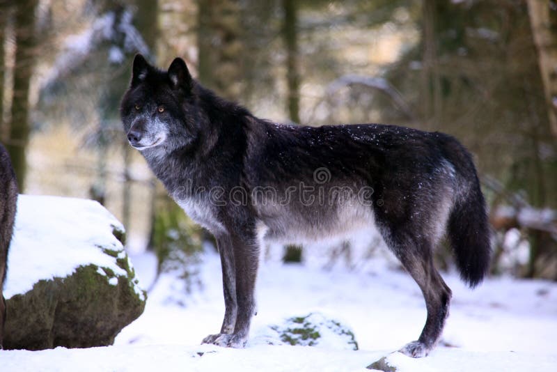 Wolf stock image. Image of alertness, wild, wolf, group - 12363825