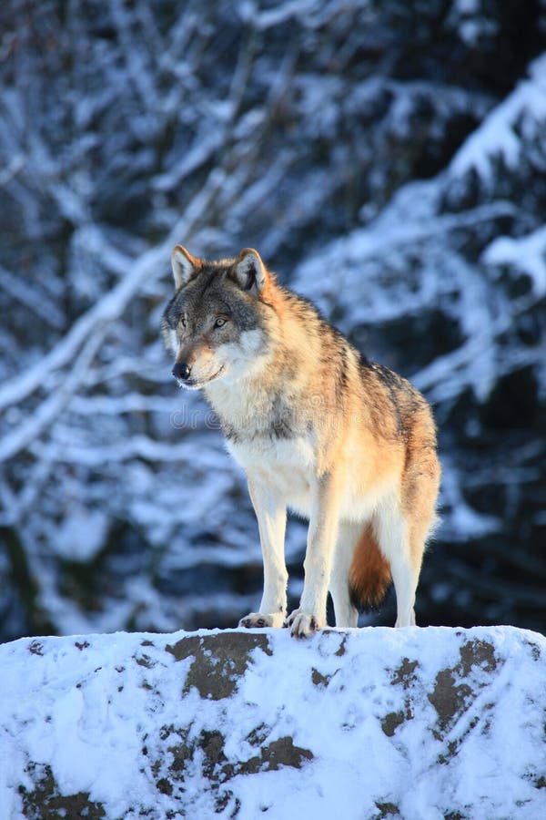 Wolf stock photo. Image of winter, scandinavia, animal - 12410976