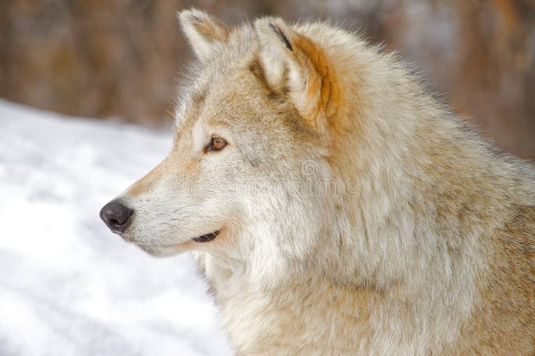 Wolf Mejes Sounds Stock Photos - Free & Royalty-Free Stock Photos from ...