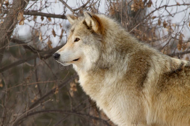 Wolf Mejes Sounds Stock Photos - Free & Royalty-Free Stock Photos from ...