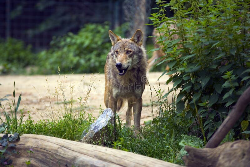 Wolf stock photo. Image of outdoor, creature, wood, natural - 1378464