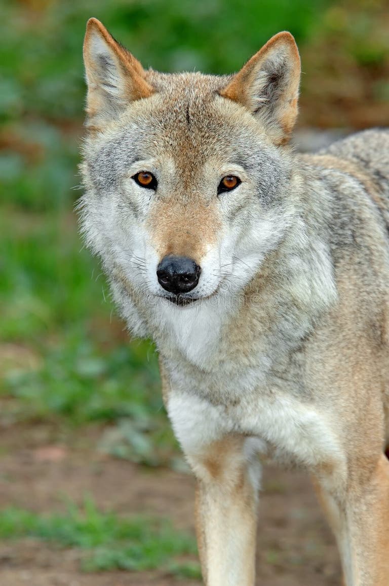 413 Steppe Wolf Stock Photos - Free & Royalty-Free Stock Photos from ...