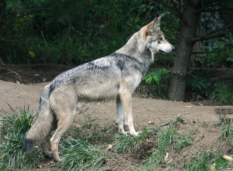 Wolf Picture. Image: 1442211