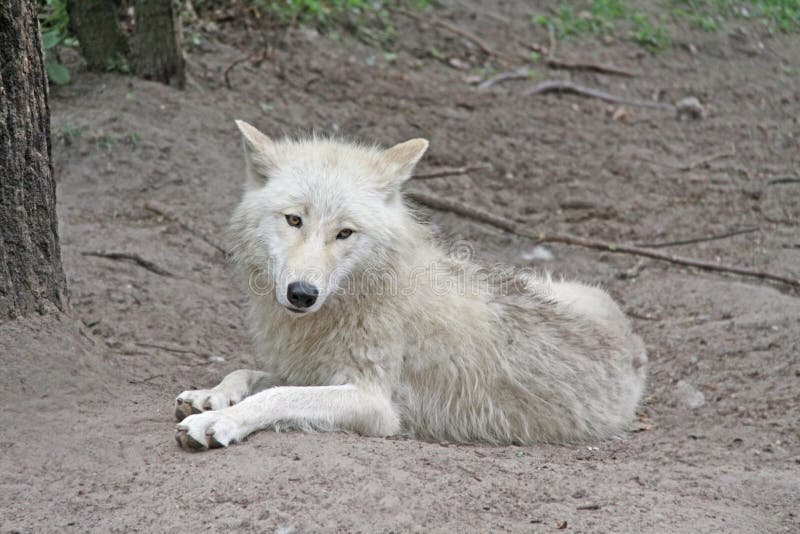 Wolf stock image. Image of wildlife, wolf, ears, wild - 14724047