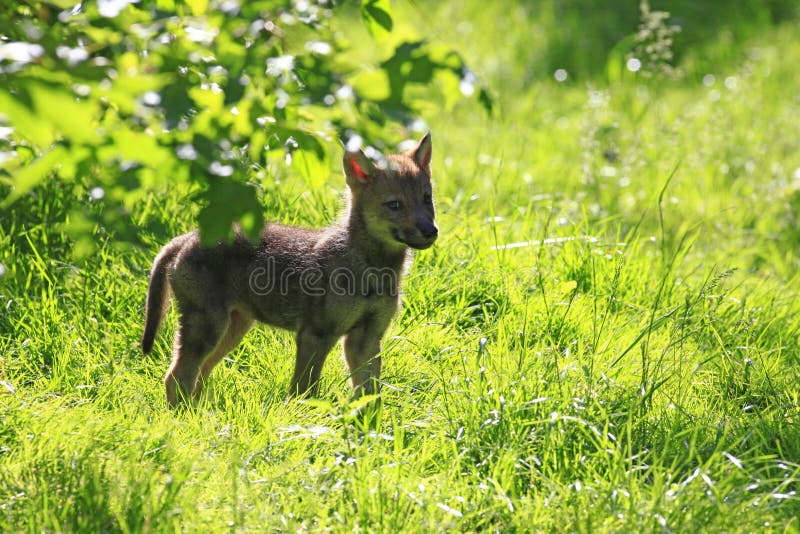 Wolf stock image. Image of mammal, young, cute, mother - 14767227