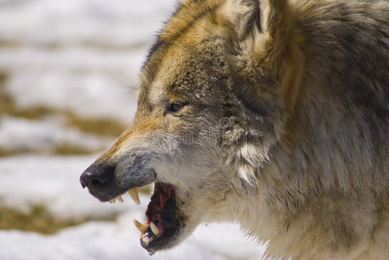 Wolf stock image. Image of mean, fierce, danger, snarl - 14939969