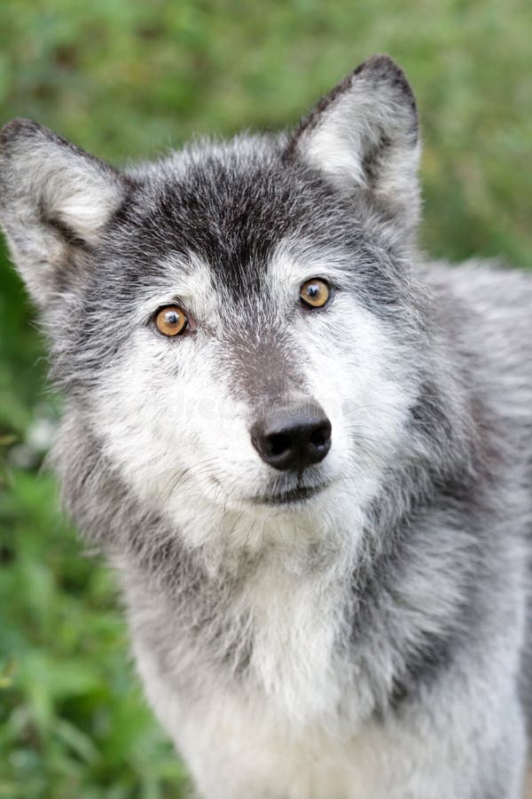 Wolf stock photo. Image of mammal, closeup, reflection - 14958360