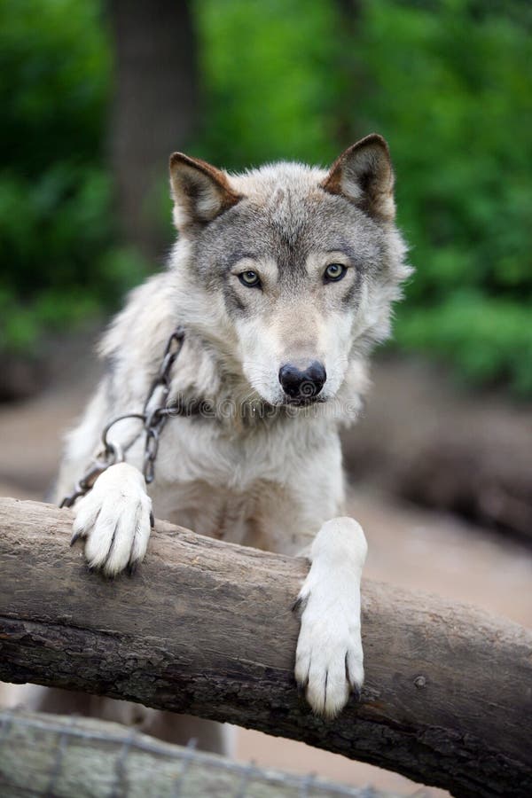 Are Wolves Scared Of Dogs