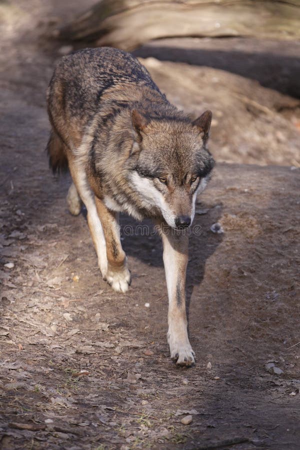 Wolf stock image. Image of appoaching, wolf, forest, dangerous - 18525665