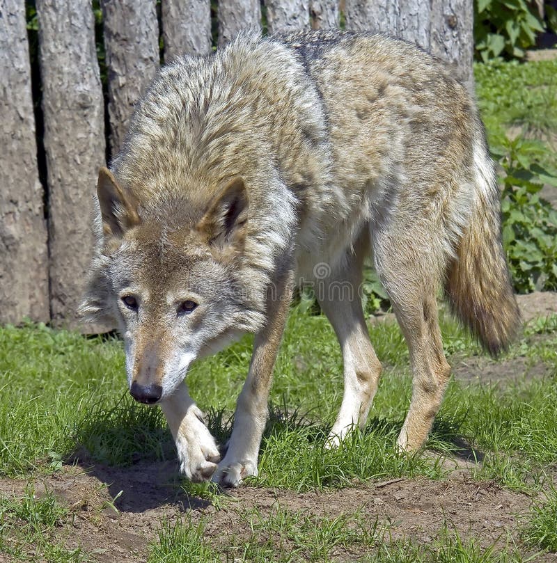 Wolf 2 stock image. Image of dangerous, wolf, species - 17874633