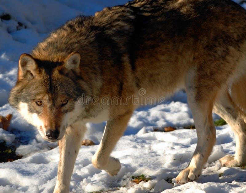 Intense Wolf in the Shadows Stock Image - Image of glare, muzzle: 11950823