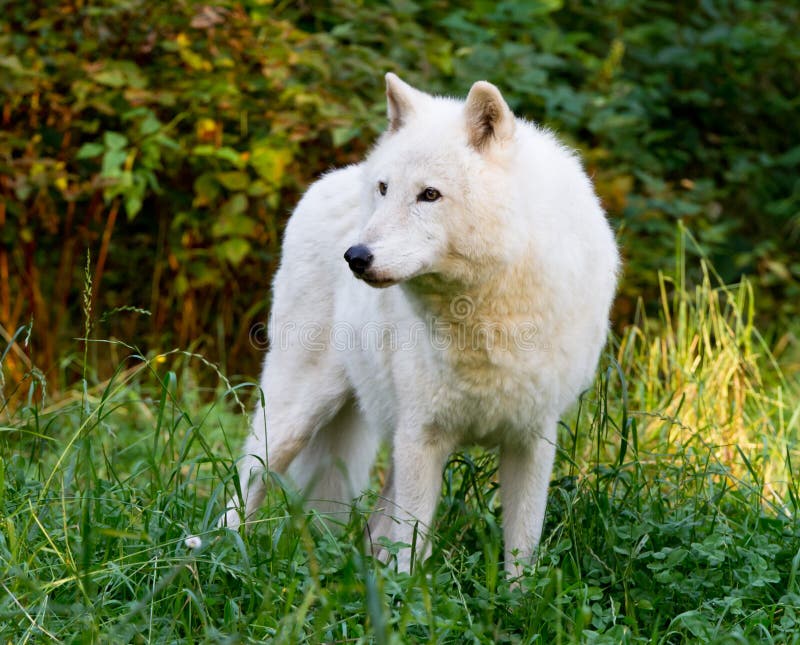 Arctic Wolf Laying on a Rock Stock Photo - Image of greenland, arctic ...