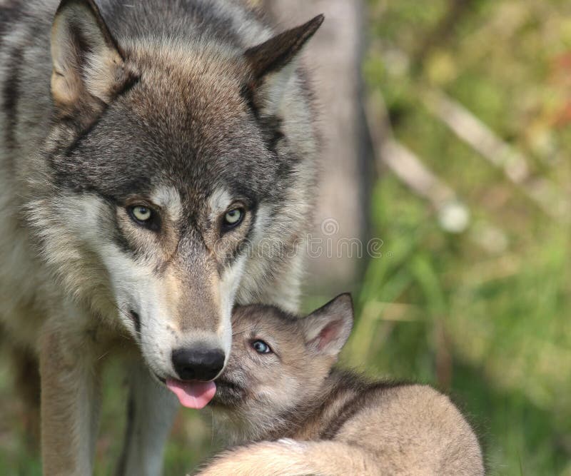 Wolf stock image. Image of soft, nature, midwest, young - 21622847