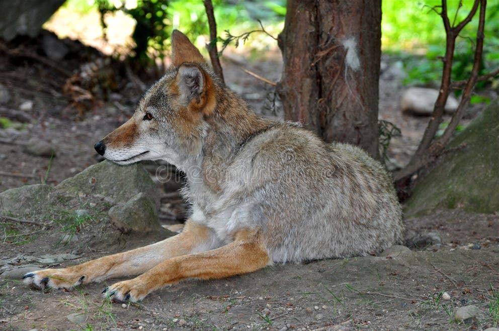 Wolf stock photo. Image of wolf, waiting, watching, prey - 22759652