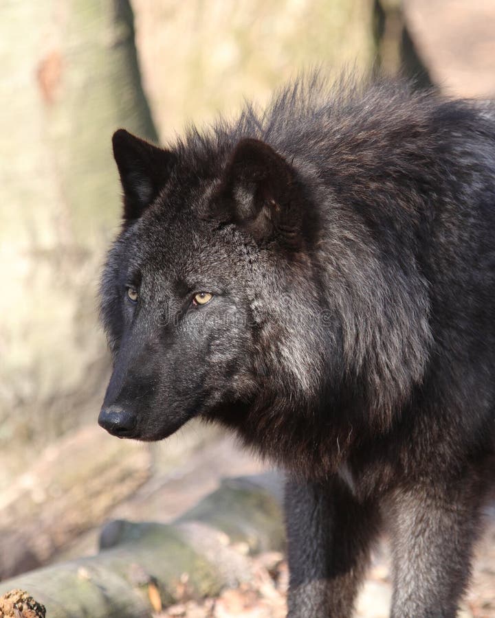 89,075 Wolf Stock Photos - Free & Royalty-Free Stock Photos from Dreamstime