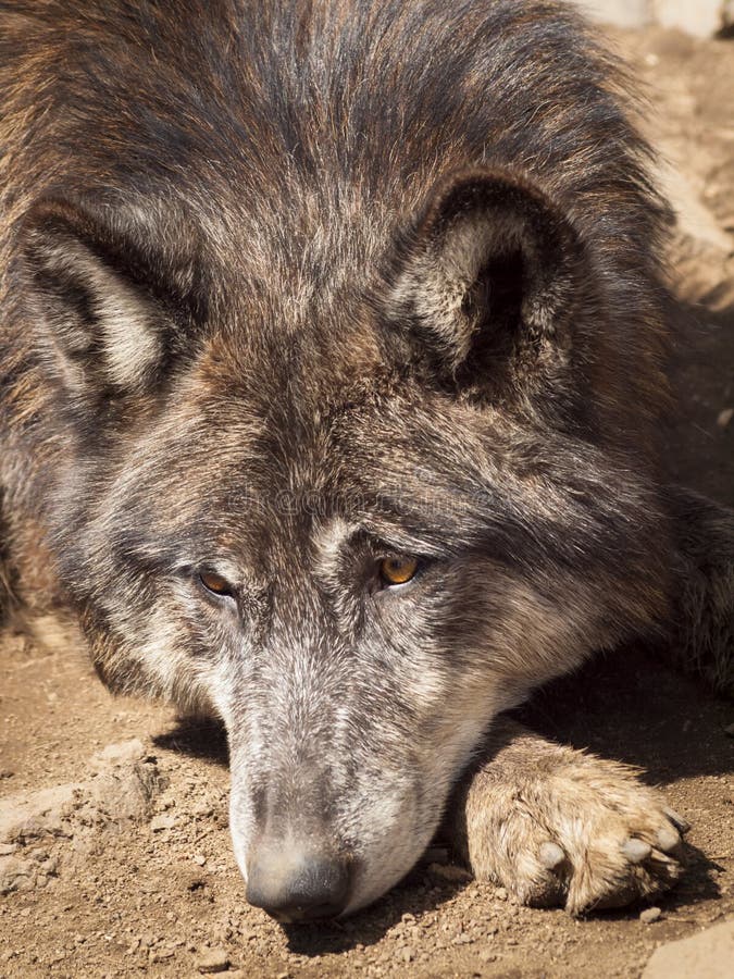 983 Sad Wolf Stock Photos - Free & Royalty-Free Stock Photos from ...