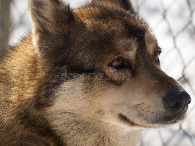 Wolf stock image. Image of carnivore, large, animal, wild - 24376261