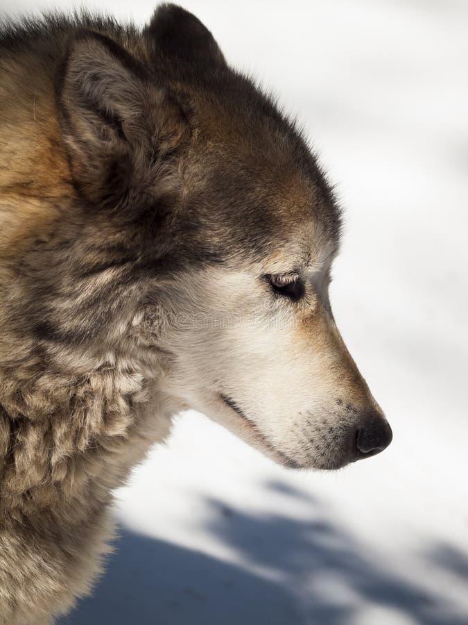 983 Sad Wolf Stock Photos - Free & Royalty-Free Stock Photos from ...