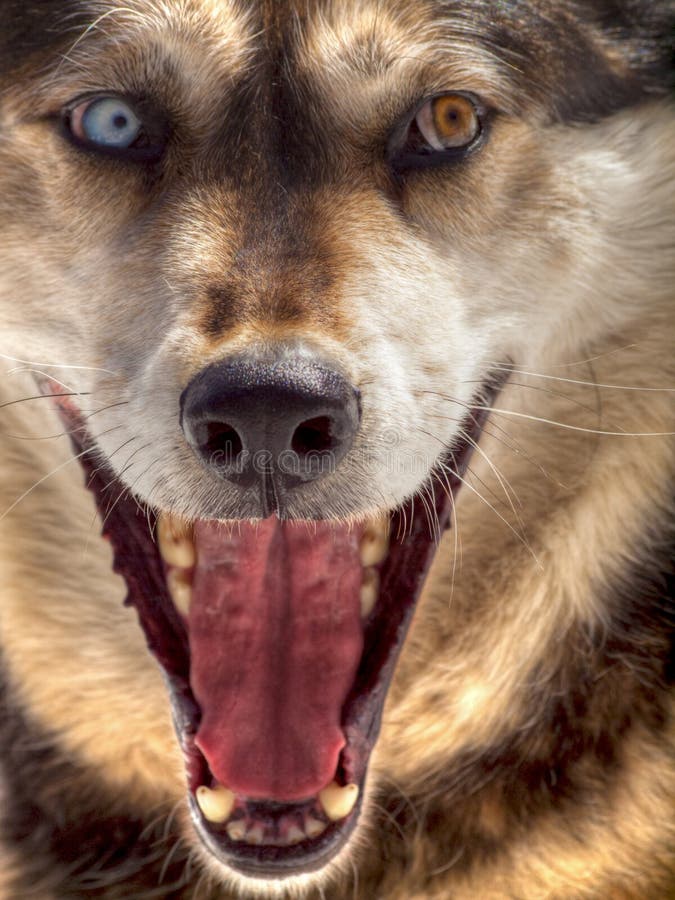 947 Sad Wolf Photos - Free & Royalty-Free Stock Photos from Dreamstime