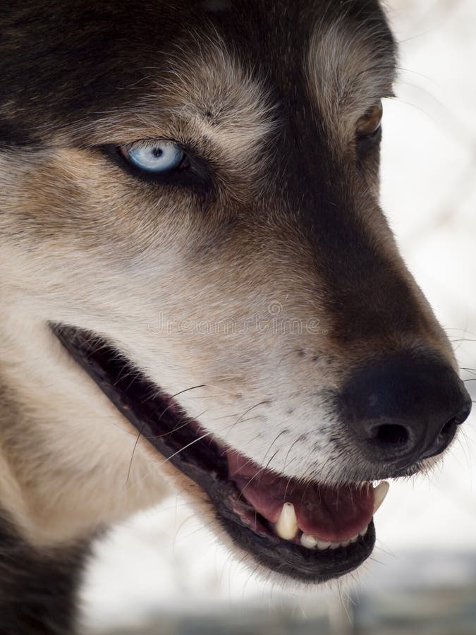 983 Sad Wolf Stock Photos - Free & Royalty-Free Stock Photos from ...