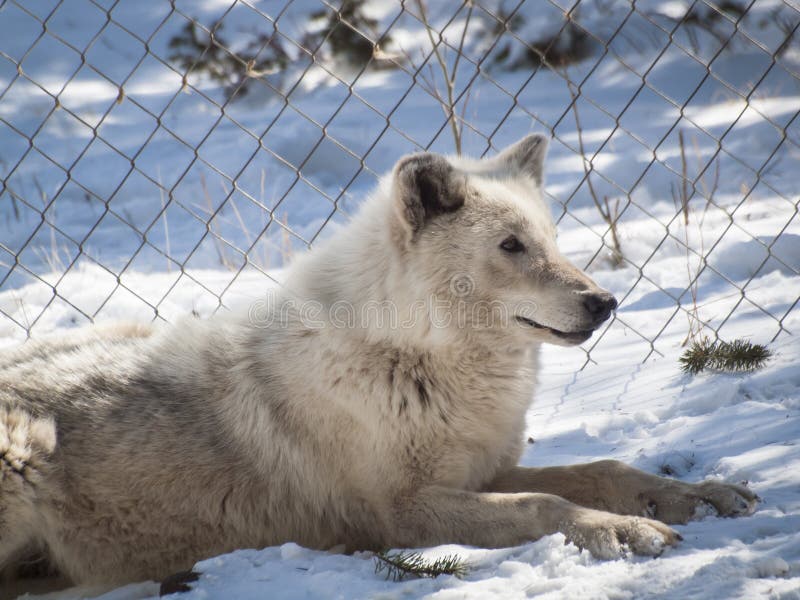 Wolf stock photo. Image of animal, canine, mammal, wild - 24386532