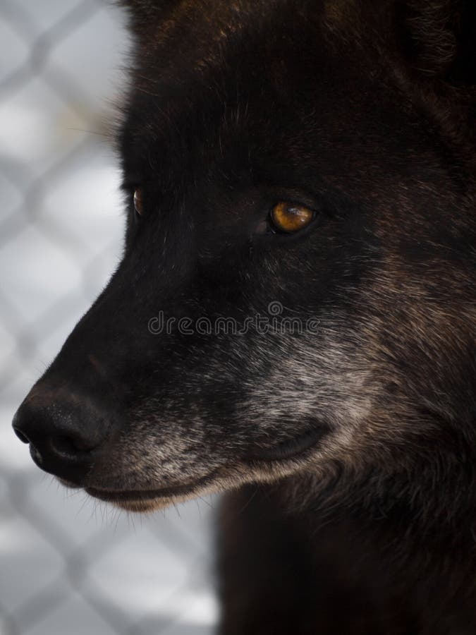 Wolf stock image. Image of enimal, wildlife, wolf, snow - 24386571
