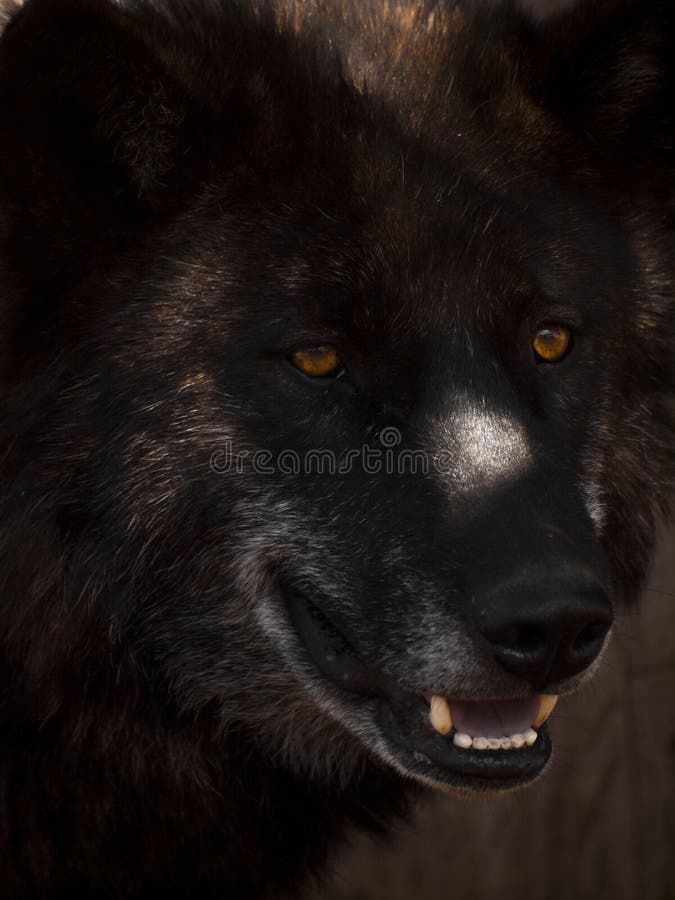 983 Sad Wolf Stock Photos - Free & Royalty-Free Stock Photos from ...