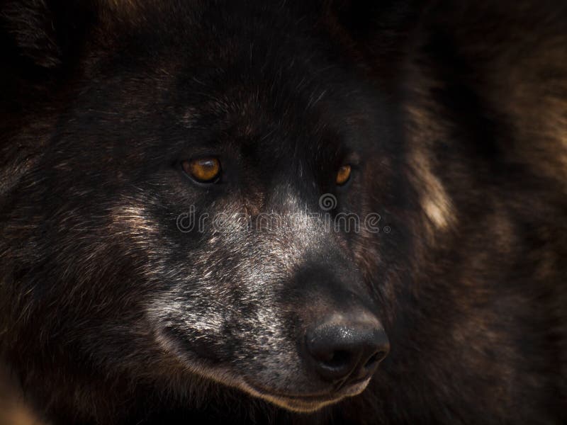 Wolf stock photo. Image of wild, enimal, wolf, portrait - 24386660