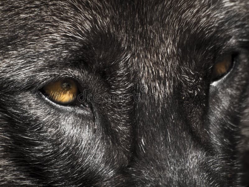 983 Sad Wolf Stock Photos - Free & Royalty-Free Stock Photos from ...