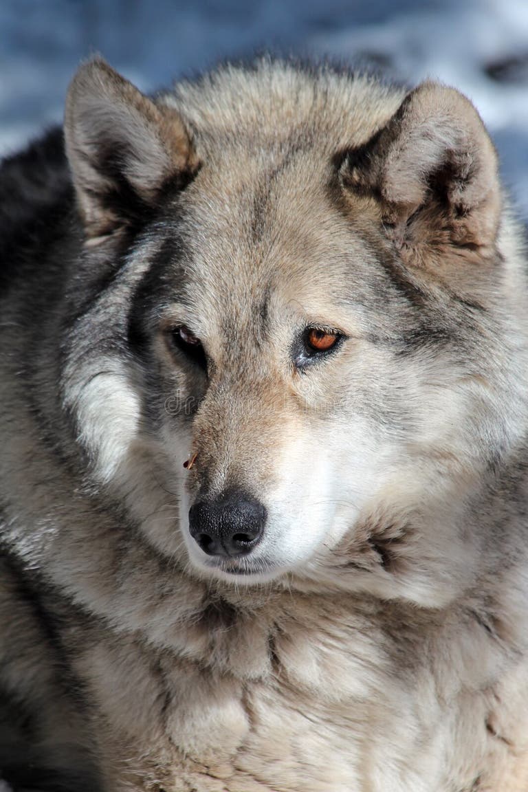 11,530 Wolf Nose Stock Photos - Free & Royalty-Free Stock Photos from ...