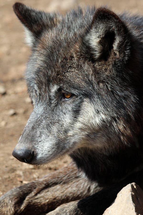 Wolf stock image. Image of snout, outside, scary, grey - 24563227