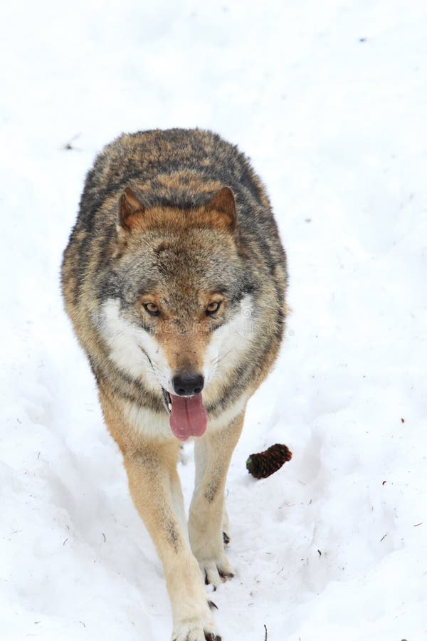 Wolf stock image. Image of approaching, winter, carnivore - 25435919