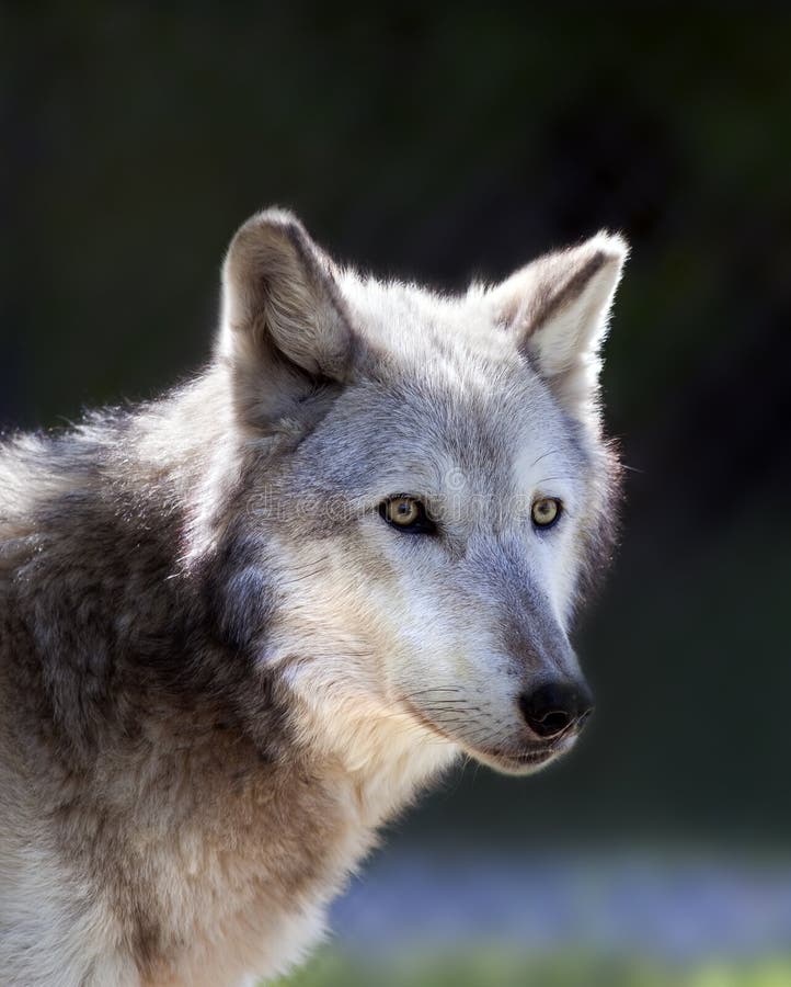 Nordamerikaner Gray Wolf Mit Blauen Augen Stockfoto - Bild von augen ...
