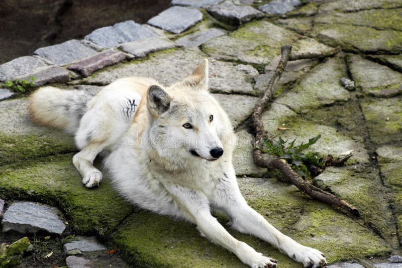 224 Feet Wolf Stock Photos - Free & Royalty-Free Stock Photos from ...