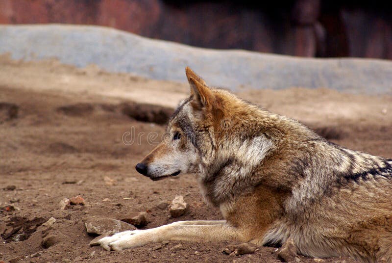 Wolf stock photo. Image of puppies, head, cats, fear, pets - 2713220