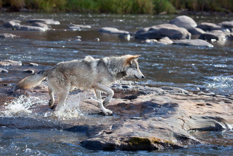 Wolf stock image. Image of predator, minnesota, stone - 27191539