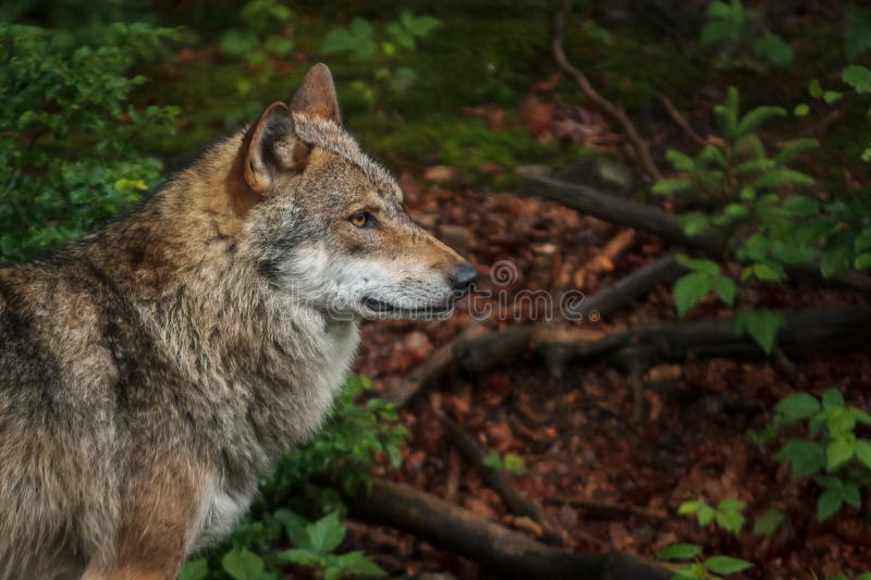 Wolf of serbia stock photo. Image of howl, animal, hunter - 16638978