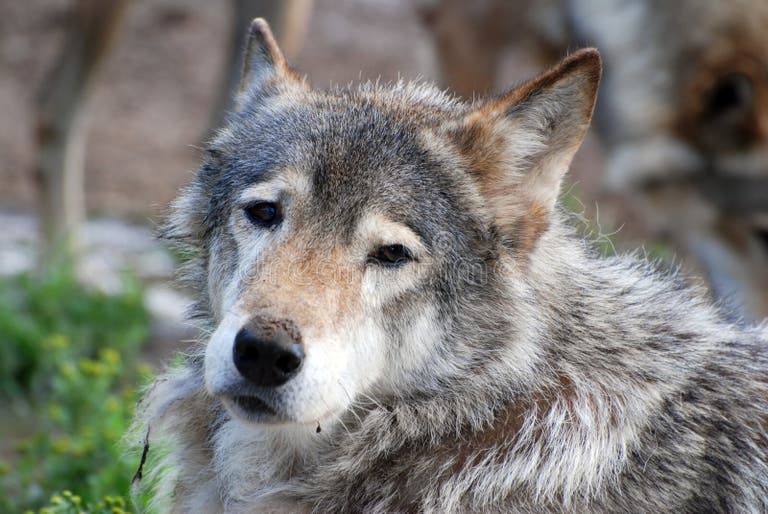 194 Wolf Biting Stock Photos - Free & Royalty-Free Stock Photos from ...