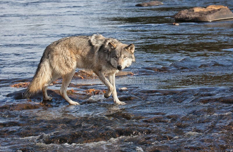 Wolf stock photo. Image of cold, endangered, mammal, creature - 50678220
