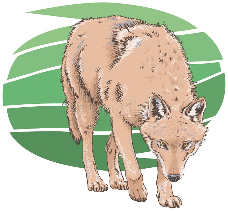 Fang Wolf Stock Illustrations – 959 Fang Wolf Stock Illustrations ...