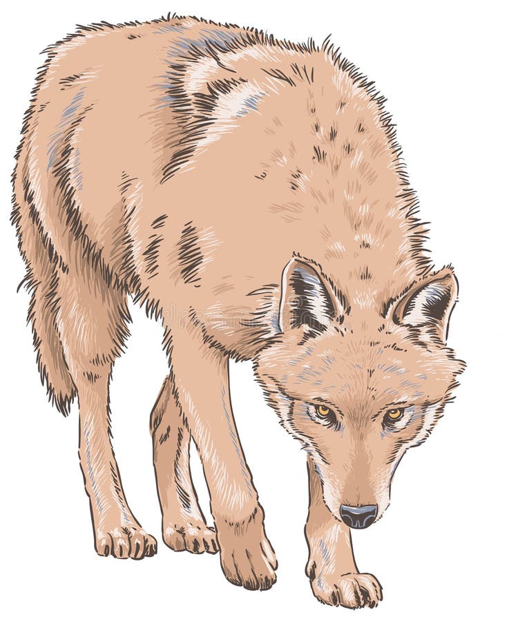 Wolf stock vector. Illustration of fang, mammal, wolf - 29449314